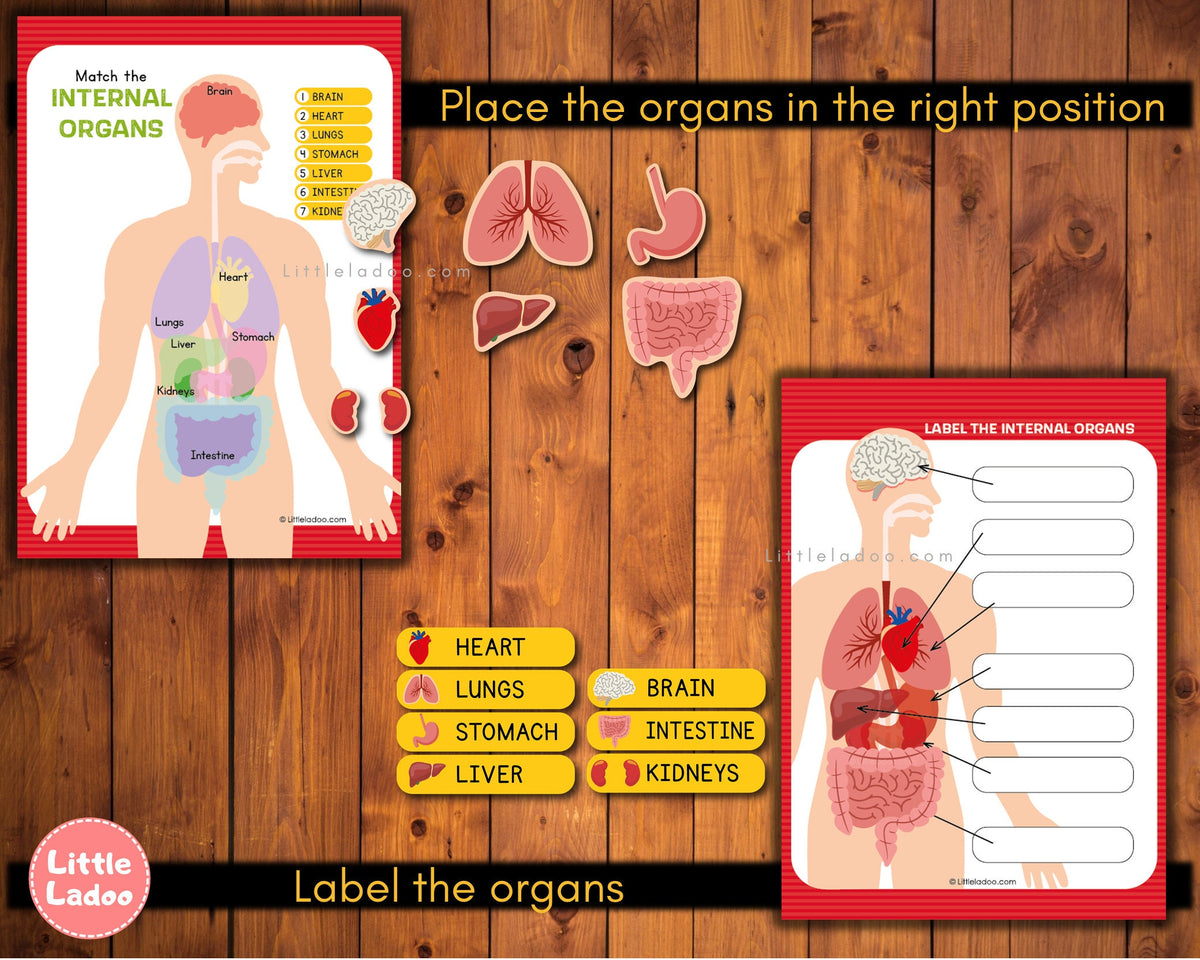 Anatomy Busy Book Printable {7 Activities} – LittleLadoo