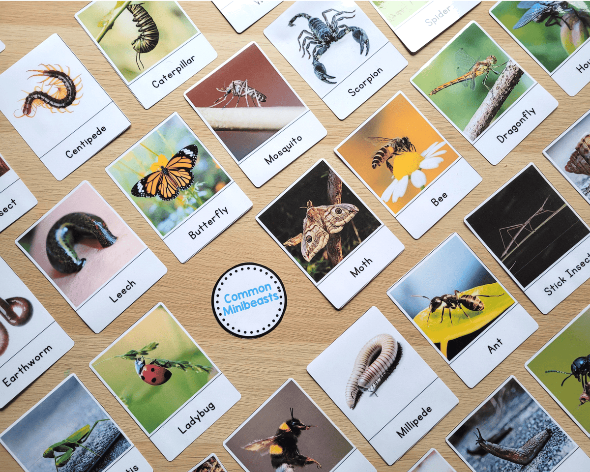 MiniBeasts Flashcard Printable – LittleLadoo