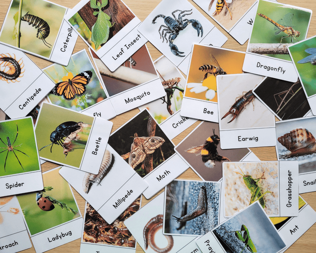 MiniBeasts Flashcard Printable – LittleLadoo